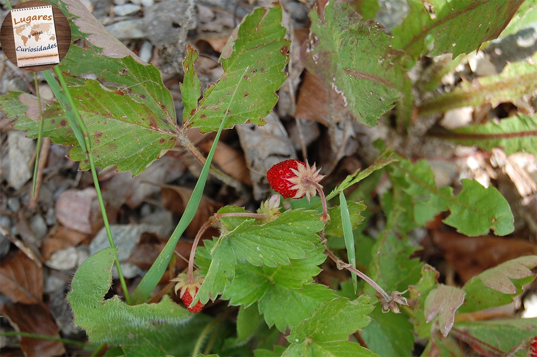 Lago Titisee, Selva Negra - Lugares y otras Curiosidades